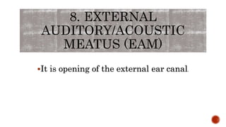 CRANIAL POSITIONING LINES & LANDMARKS.pptx