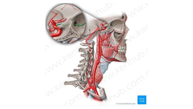 Cranial Vascular Anatomy.pptx