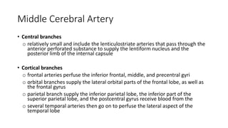 Cranial Vascular Anatomy.pptx