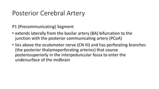 Cranial Vascular Anatomy.pptx