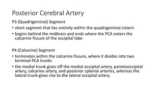 Cranial Vascular Anatomy.pptx