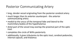 Cranial Vascular Anatomy.pptx