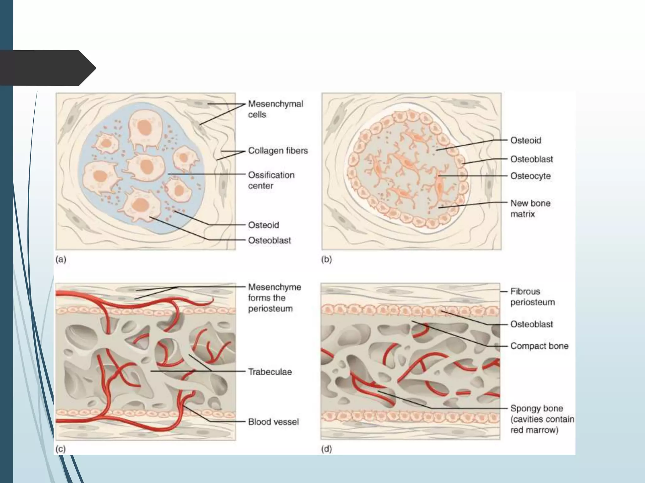 Cranial vault | PPTX