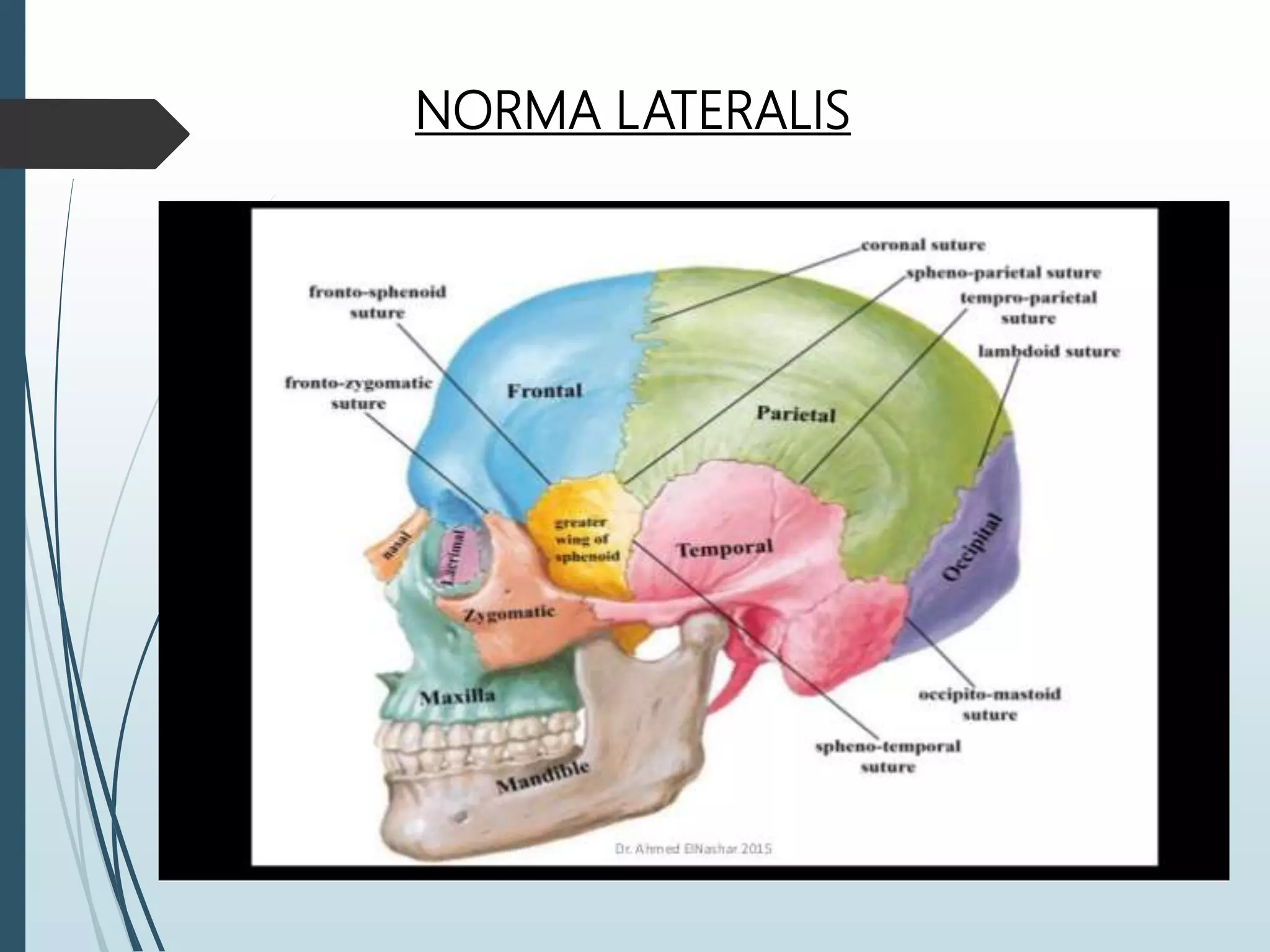 Cranial vault | PPTX