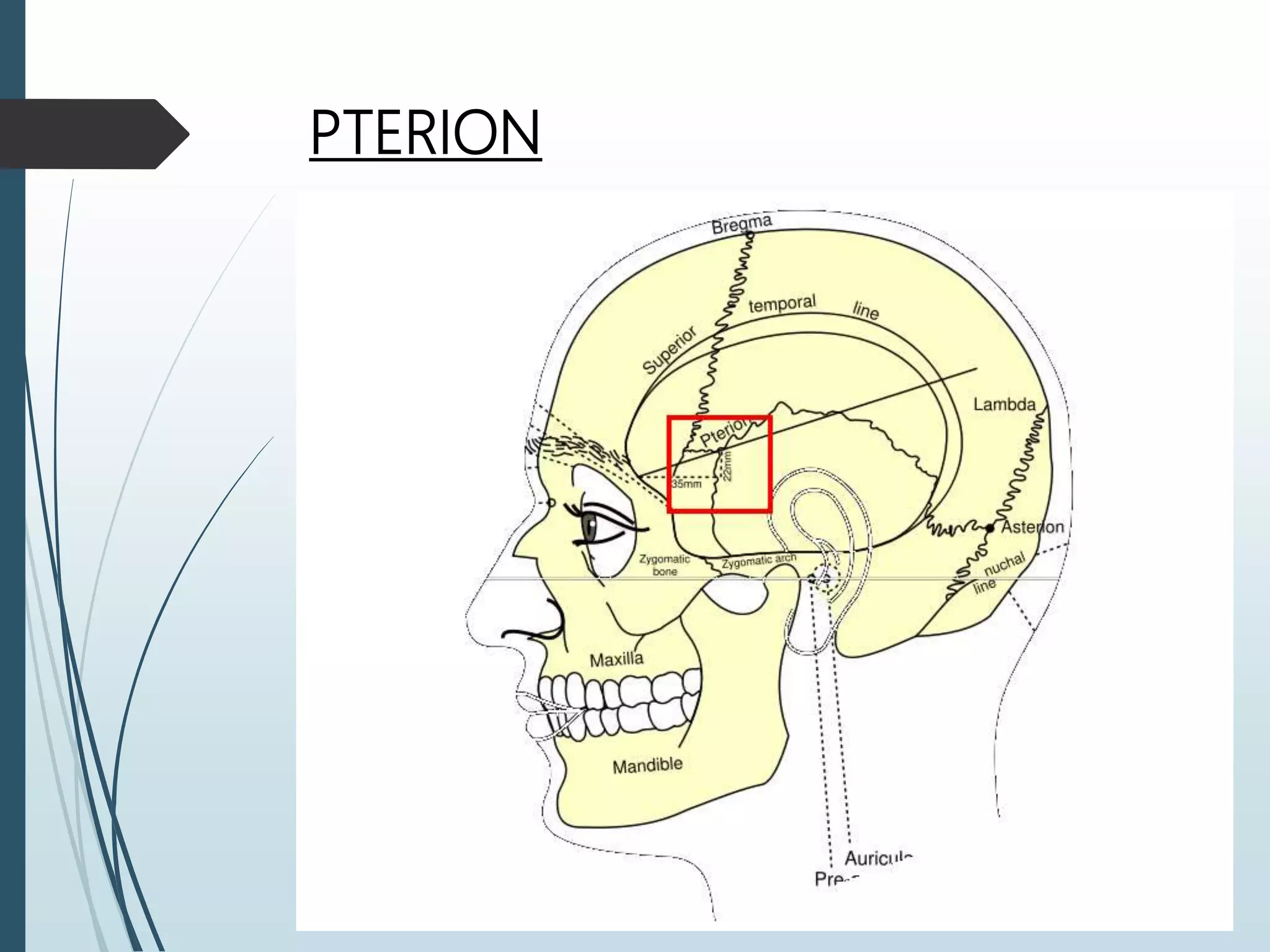 Cranial vault | PPTX