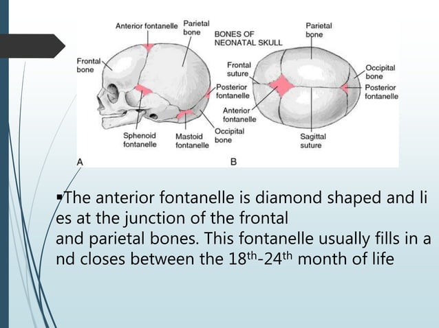 Cranial vault | PPTX