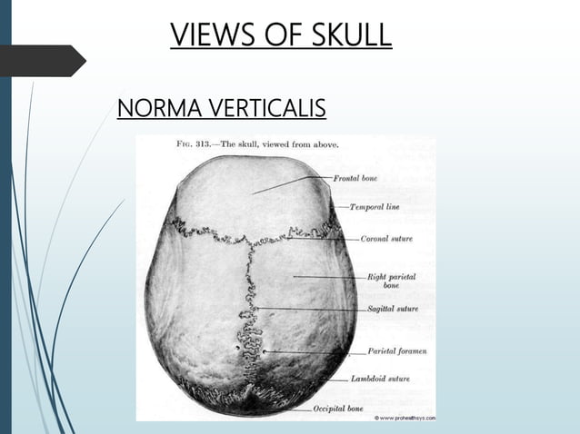 Cranial vault | PPTX