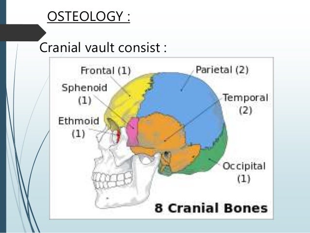Cranial vault