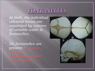 Cranial vault development /certified fixed orthodontic courses by ...