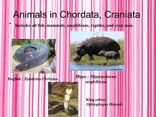 Chordata Craniata | PPT | Reptiles | Pets