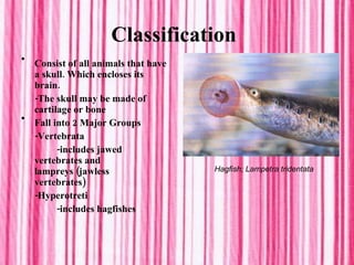 Chordata Craniata | PPT | Reptiles | Pets