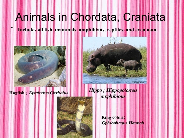 Chordata Craniata