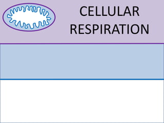 Cellular Respiration For Kids Animation