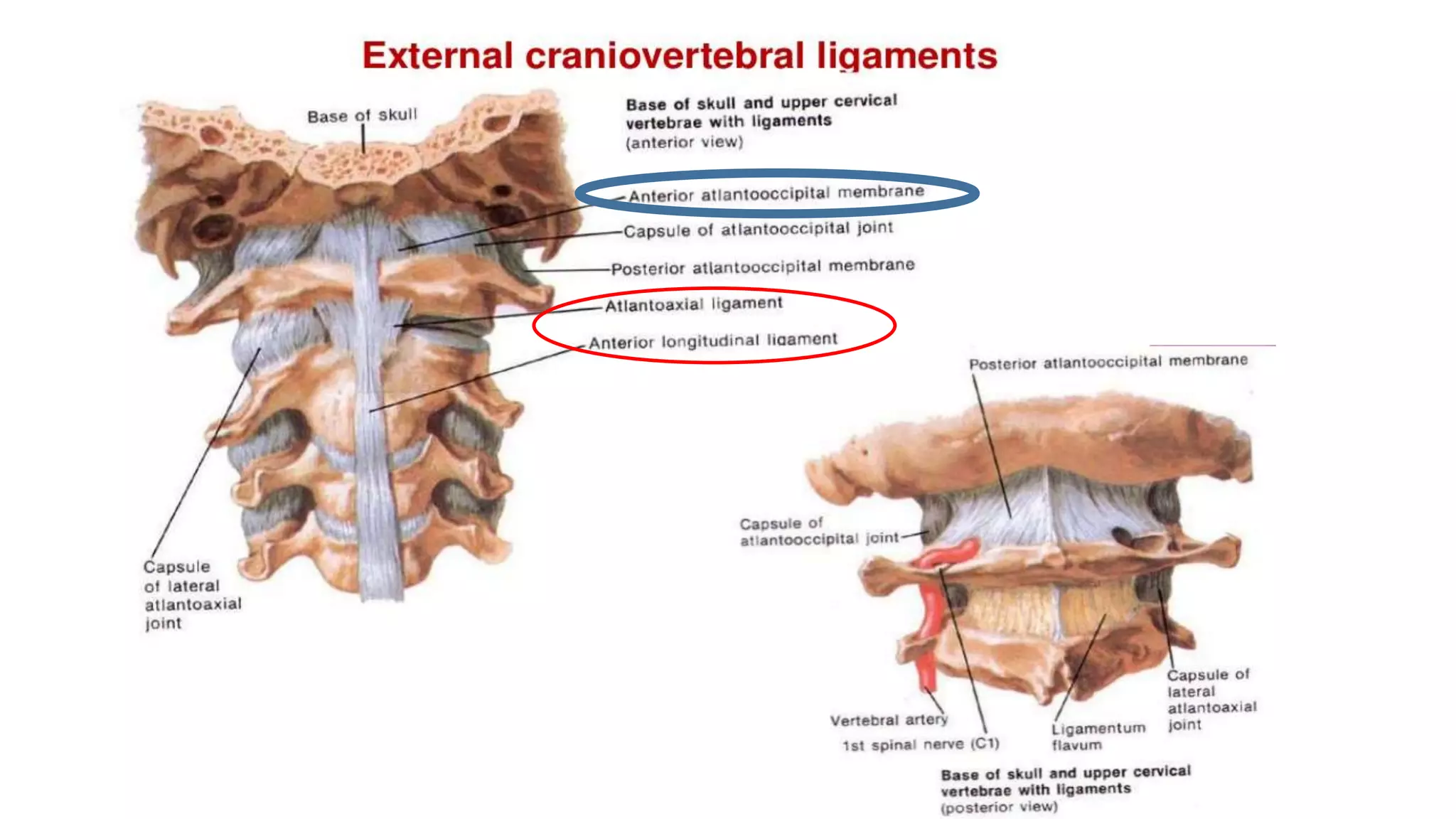 Cranio vertebral junction (CV Junction) - Dr Sameep Koshti (Consultant ...