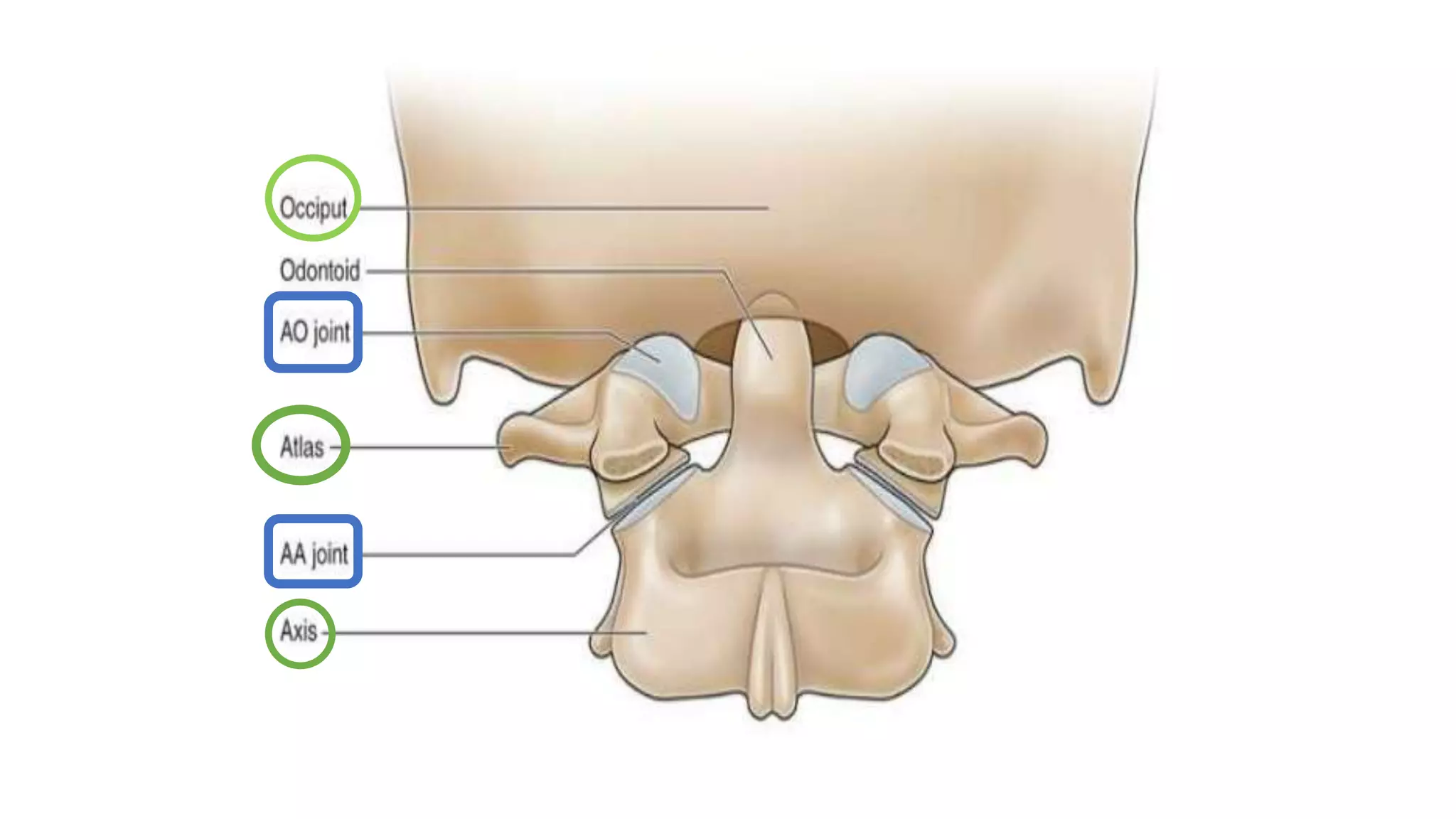 Cranio vertebral junction (CV Junction) - Dr Sameep Koshti (Consultant ...