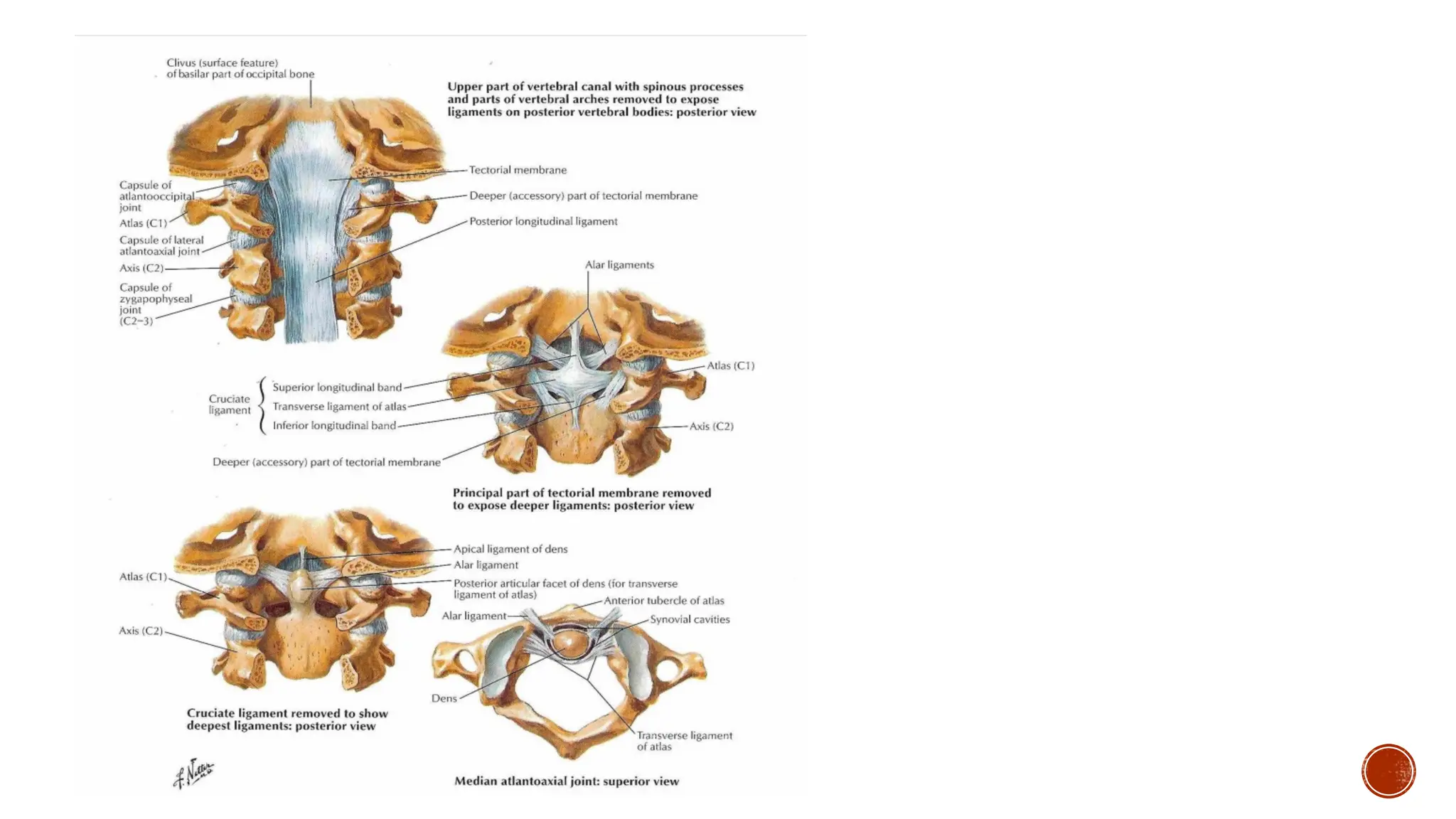 CRANIO-VERTEBRAL JUNCTION (CVJ) LINES-ANGLES | PPTX