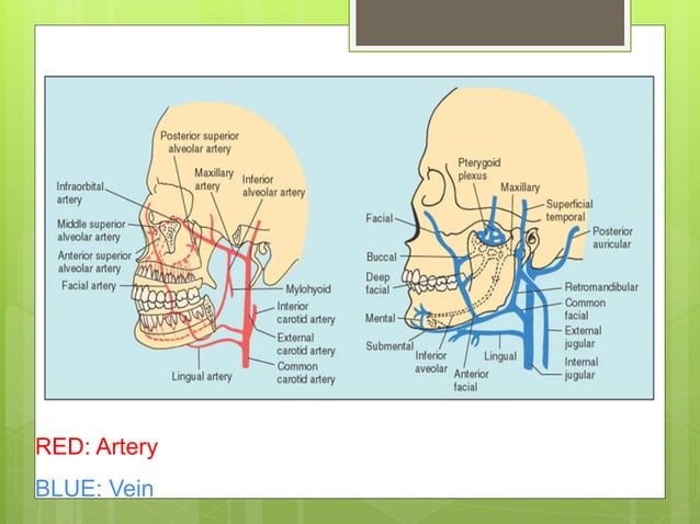 Blood Supply of the Face & Mouth | PPTX