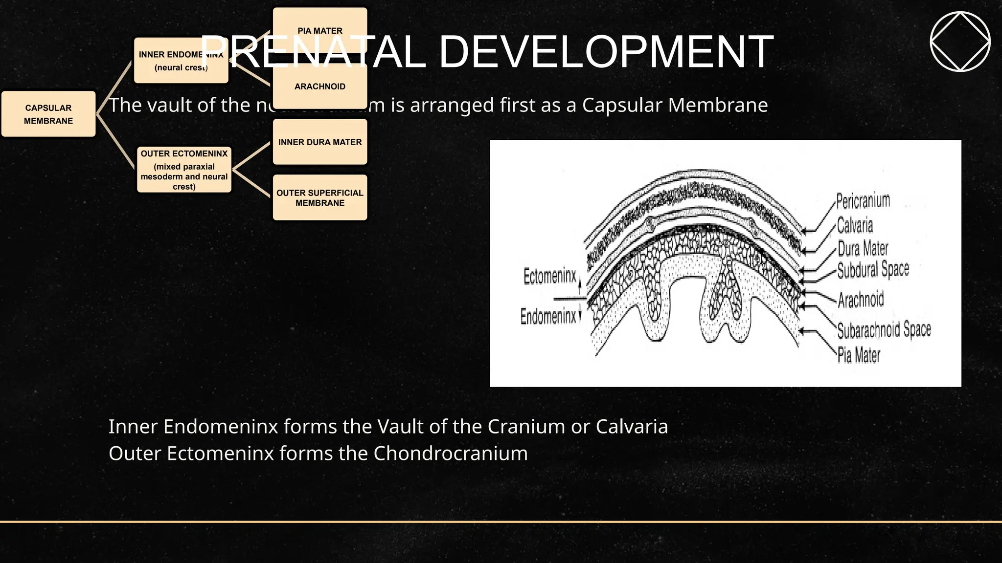 CRANIOFACIAL DEVELOPMENT OF SKULL AND CRANIUM.pptx