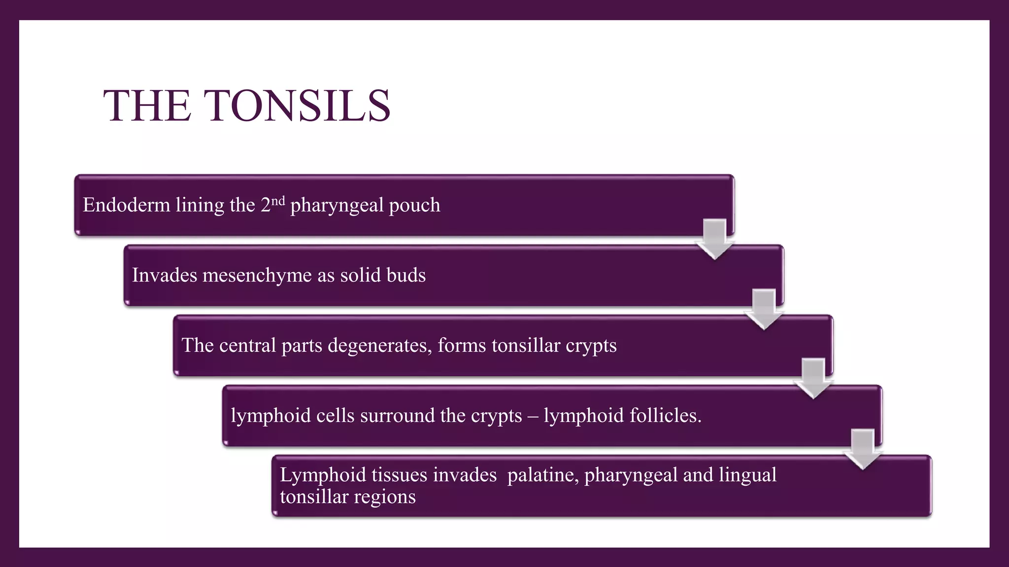 Craniofacial embryology | PPTX