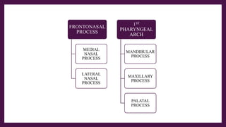 Craniofacial embryology | PPTX