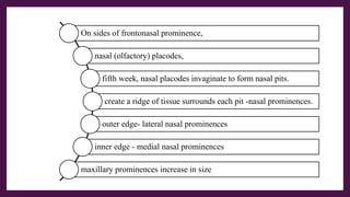 Craniofacial embryology | PPTX