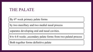 Craniofacial embryology | PPTX
