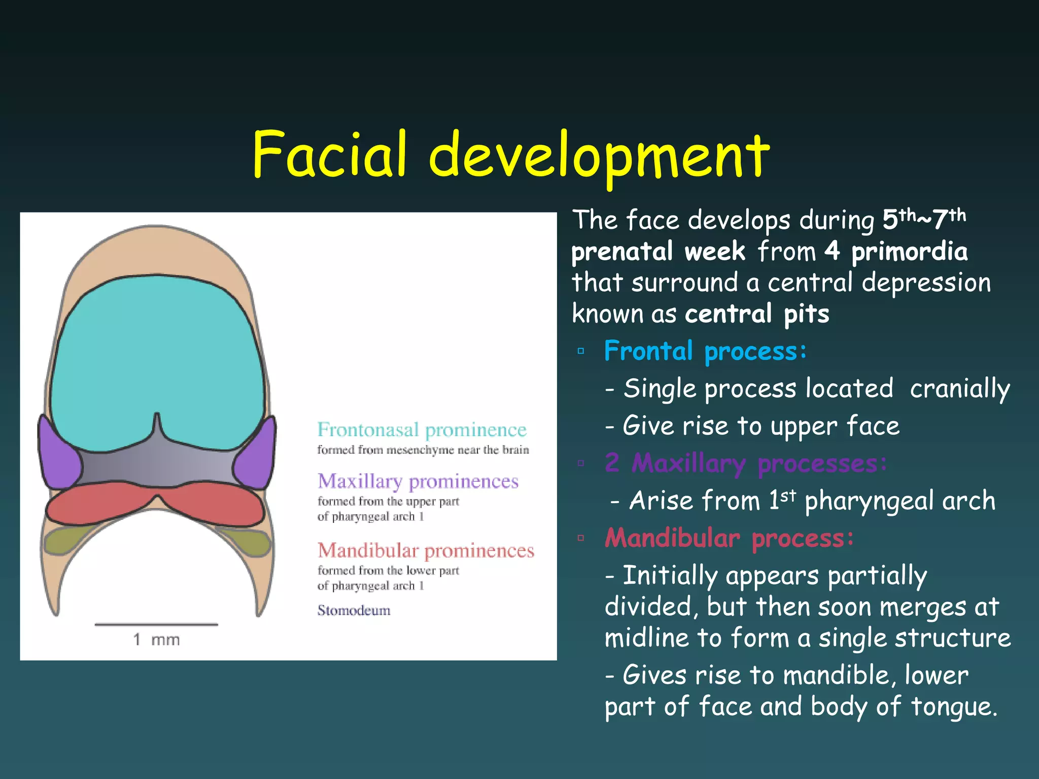 Craniofacial embryology Implications for craniofacial syndromes - July ...