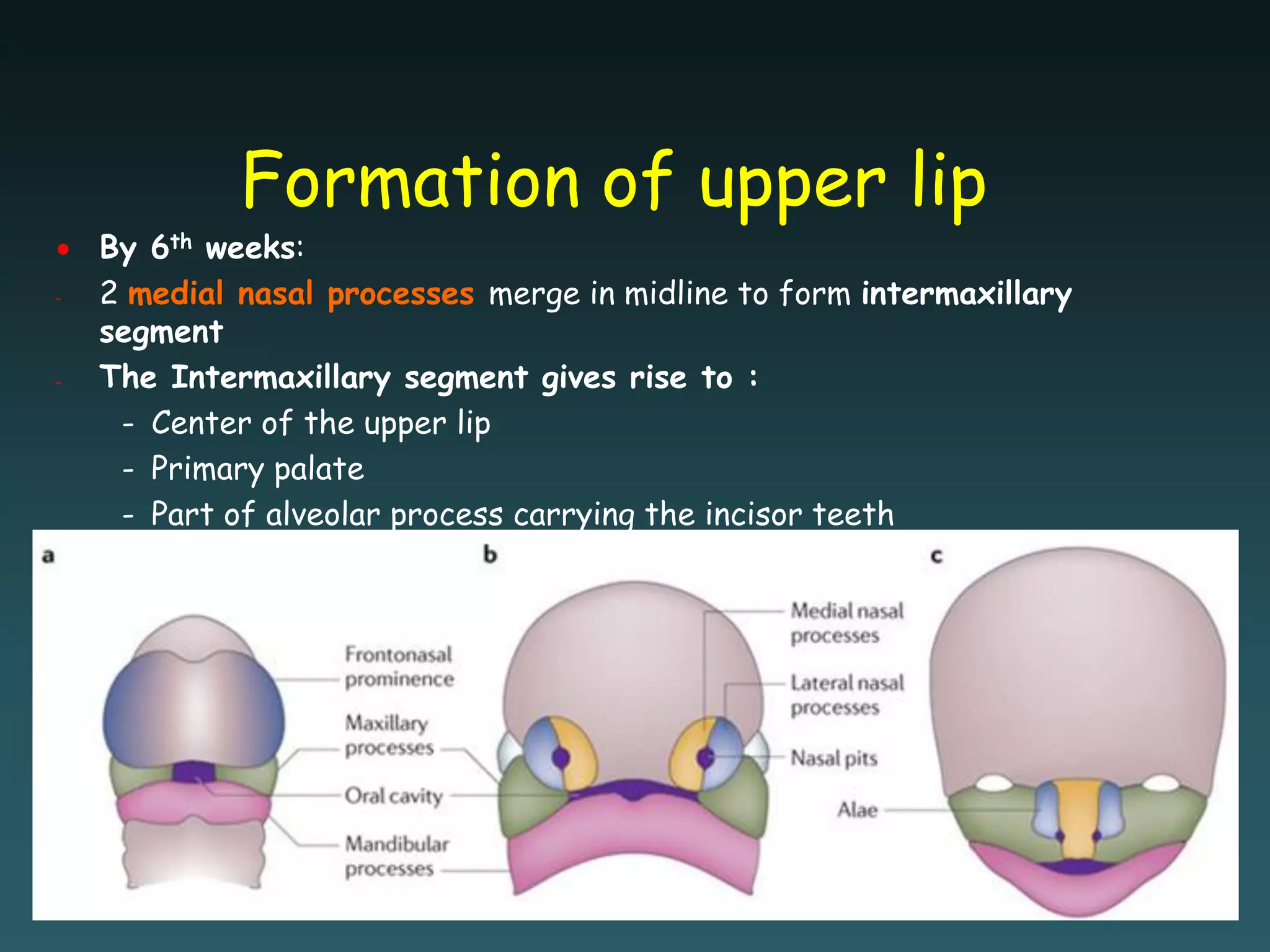 Craniofacial embryology Implications for craniofacial syndromes - July ...