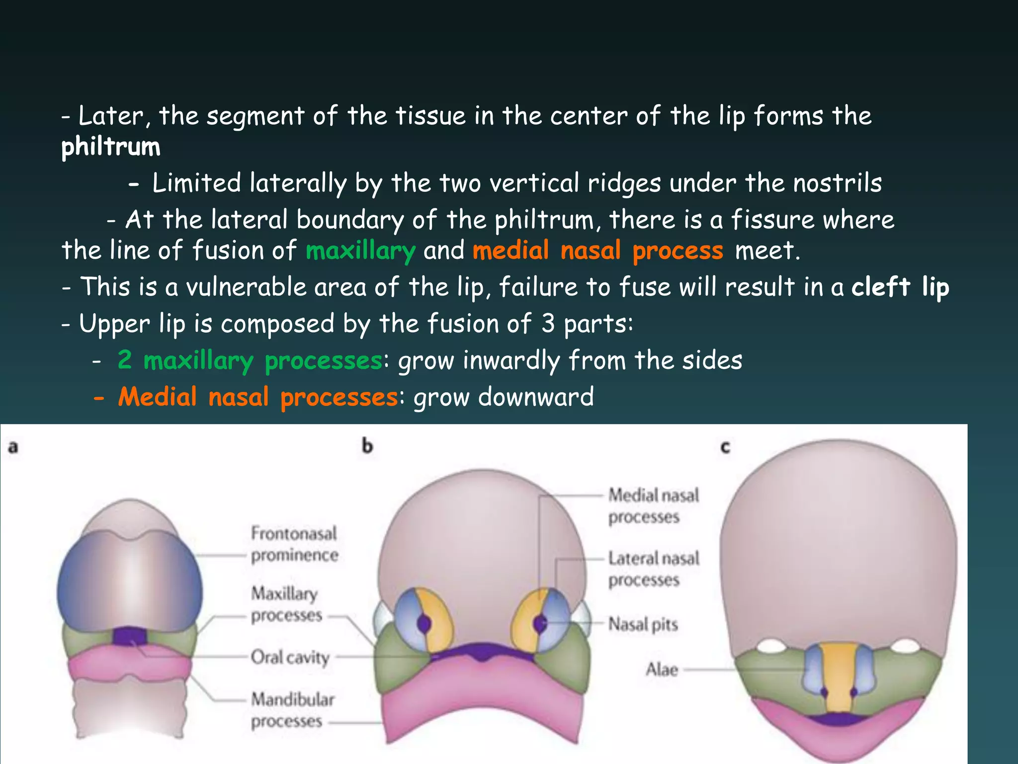 Craniofacial embryology Implications for craniofacial syndromes - July ...