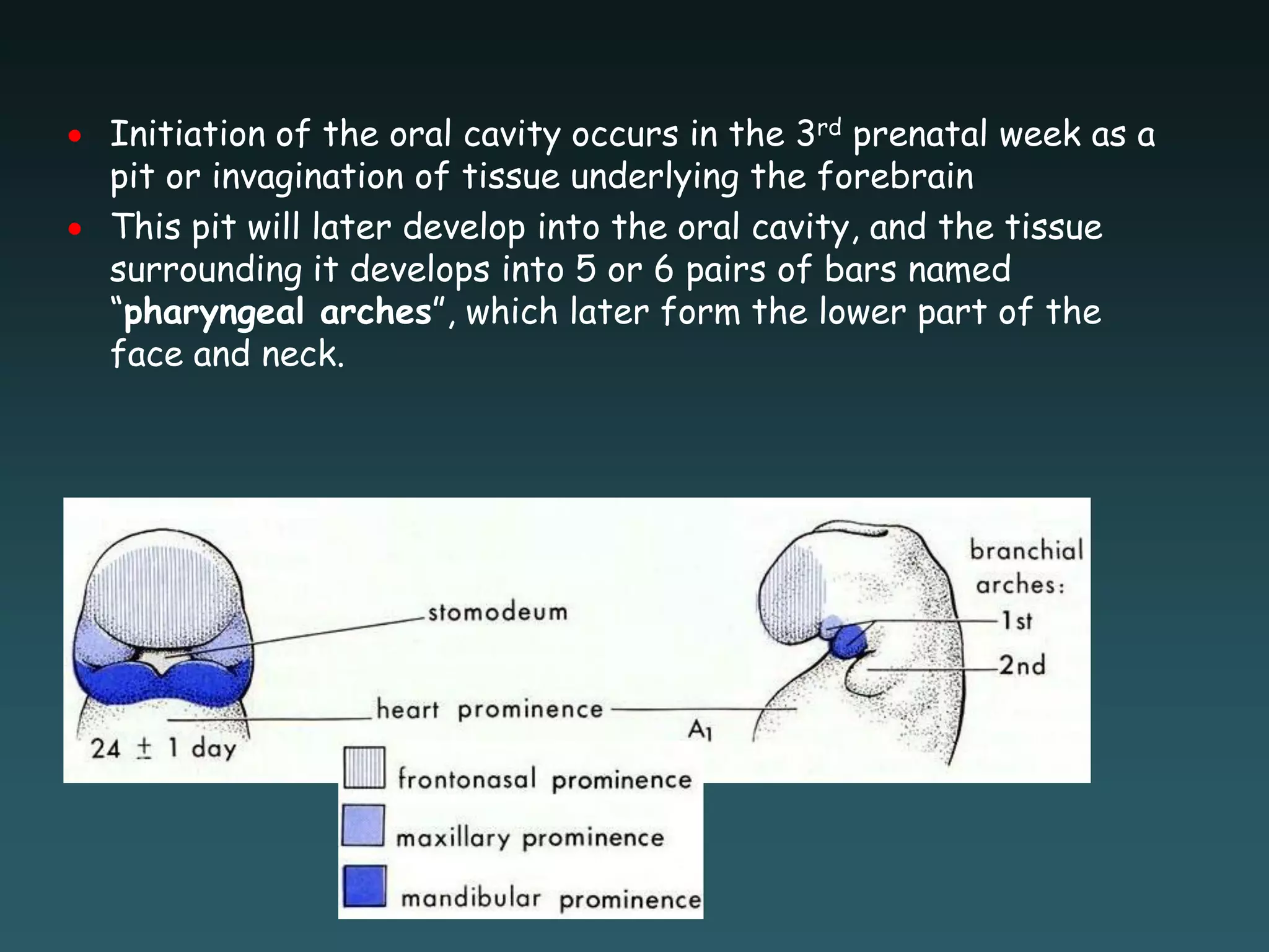 Craniofacial embryology Implications for craniofacial syndromes - July ...