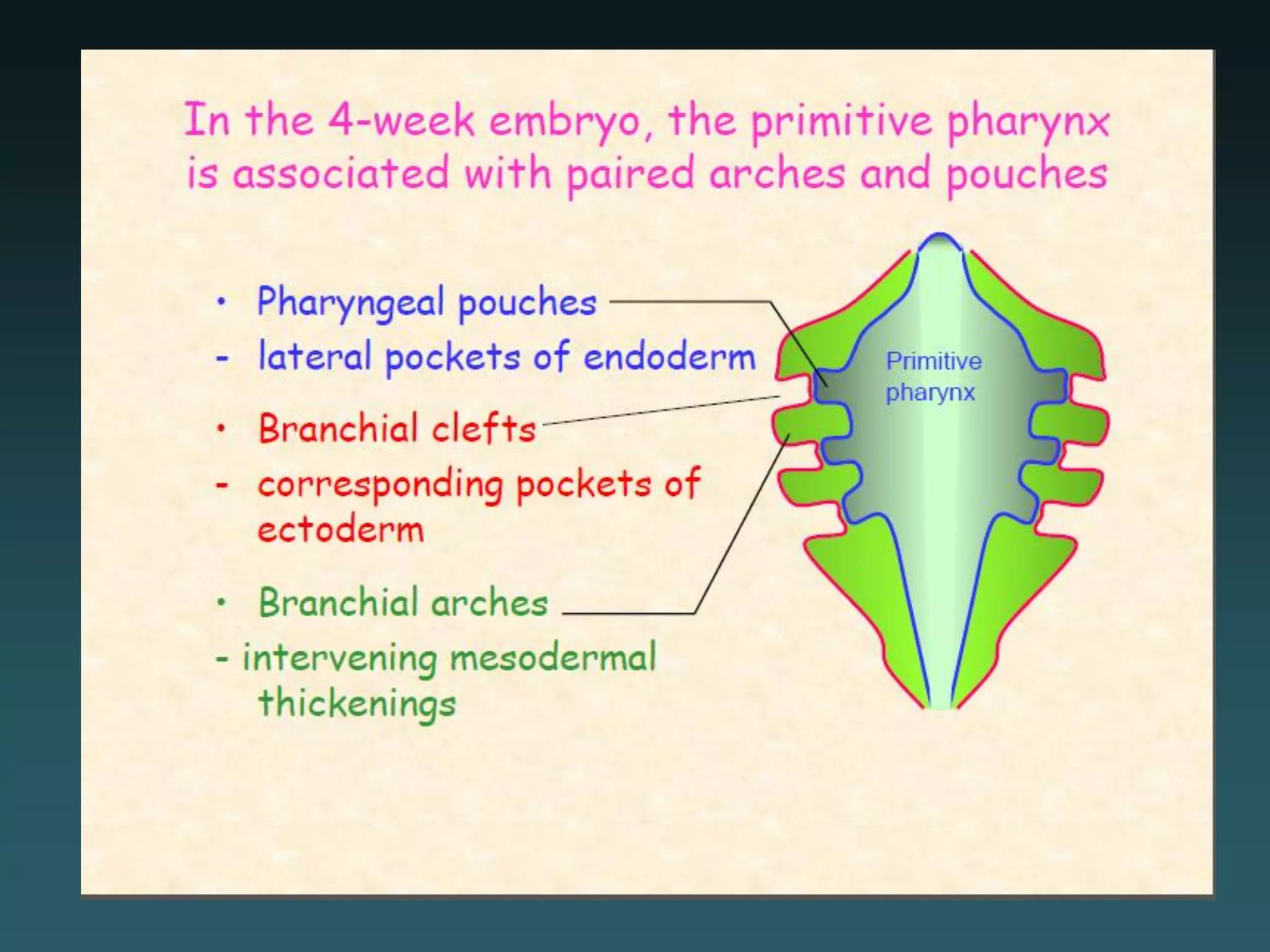 Craniofacial embryology Implications for craniofacial syndromes - July ...