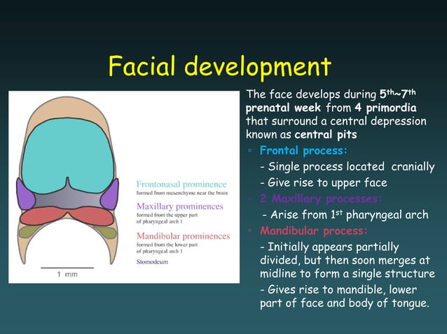 Craniofacial embryology Implications for craniofacial syndromes - July ...