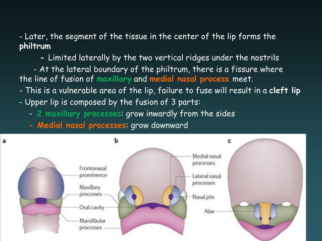 Craniofacial embryology Implications for craniofacial syndromes - July ...