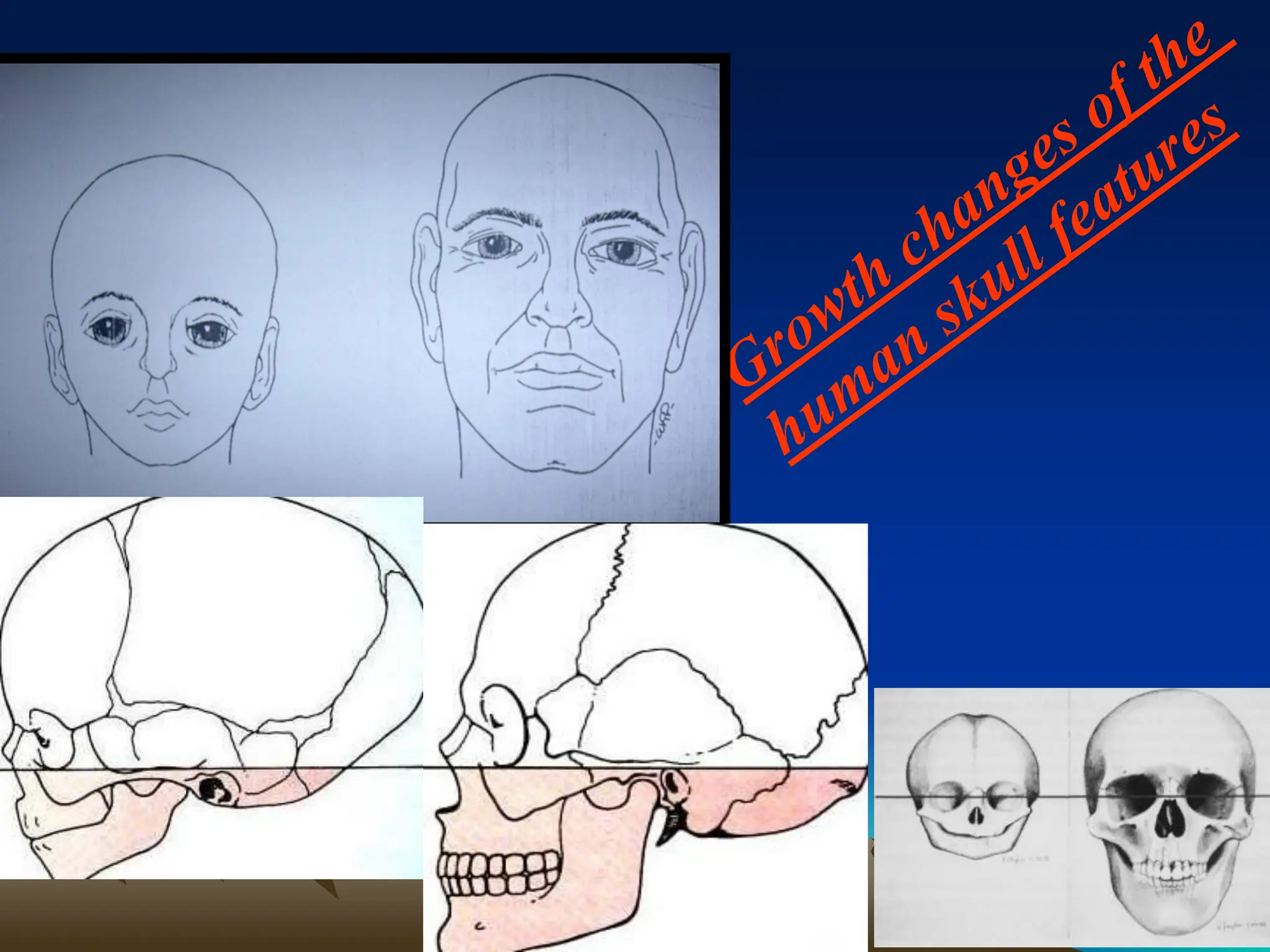 Craniofacial Growth and development 2020.pdf