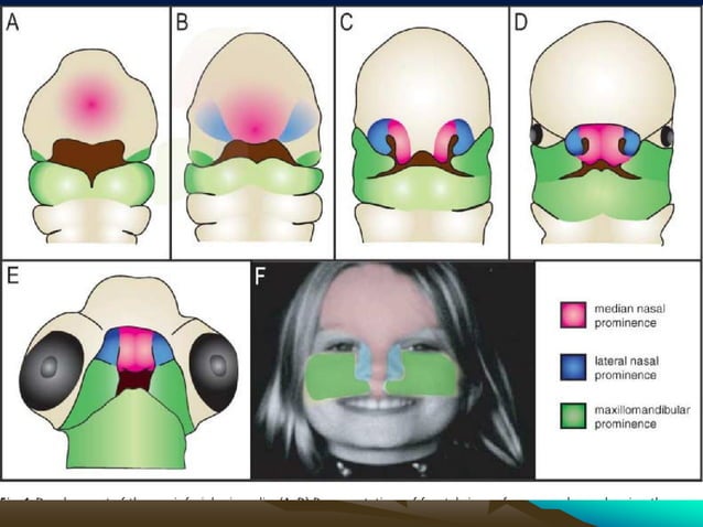Craniofacial Growth and development 2020.pdf