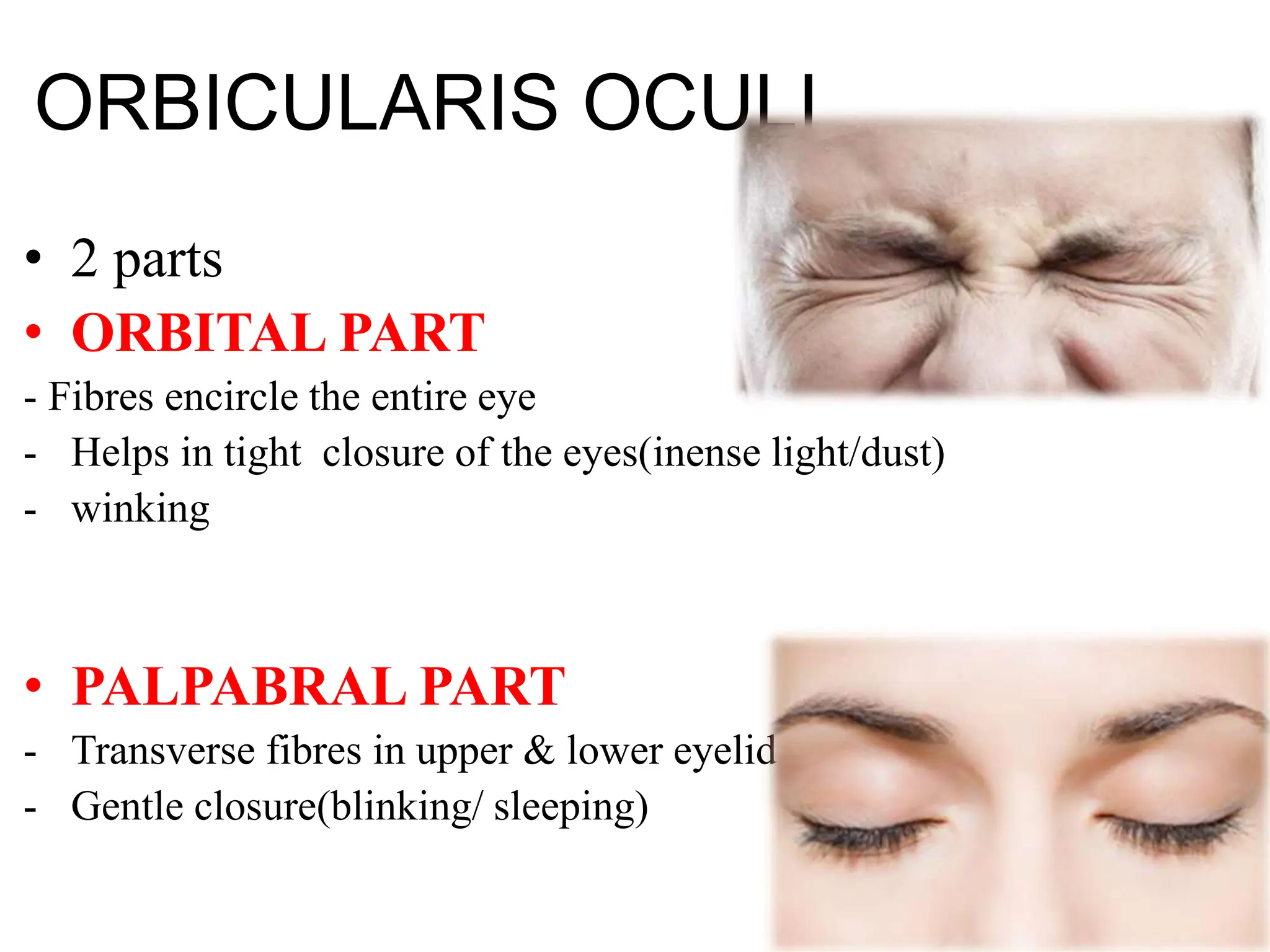 CRANIOFACIAL MUSCLES BSC NURSING.pptx