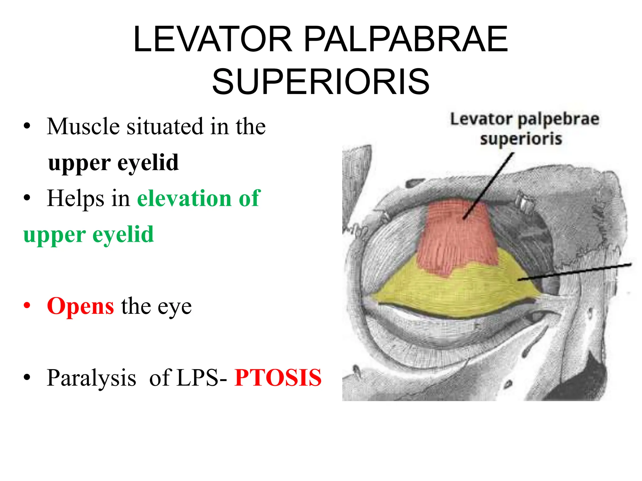 CRANIOFACIAL MUSCLES BSC NURSING.pptx