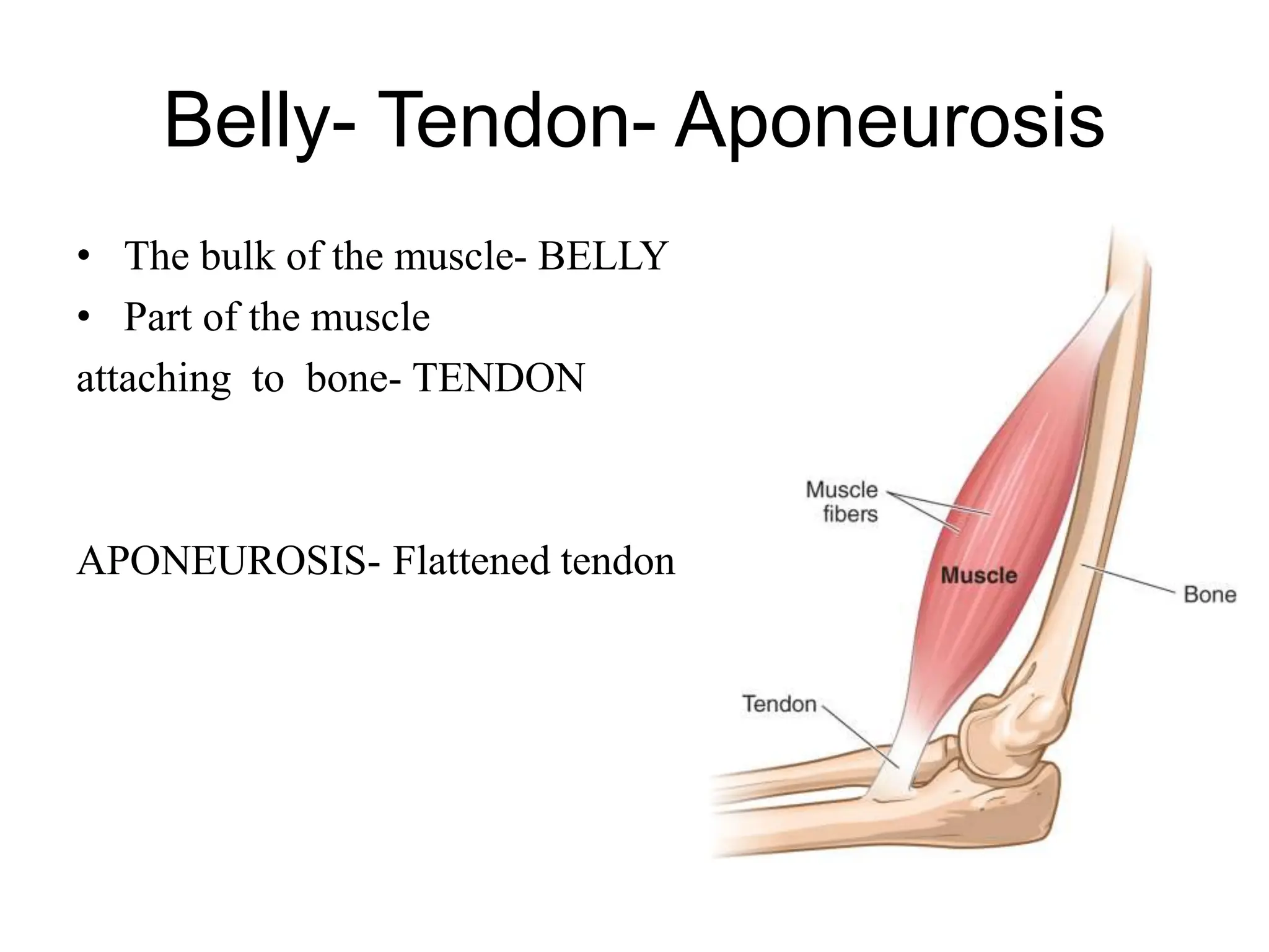 CRANIOFACIAL MUSCLES BSC NURSING.pptx