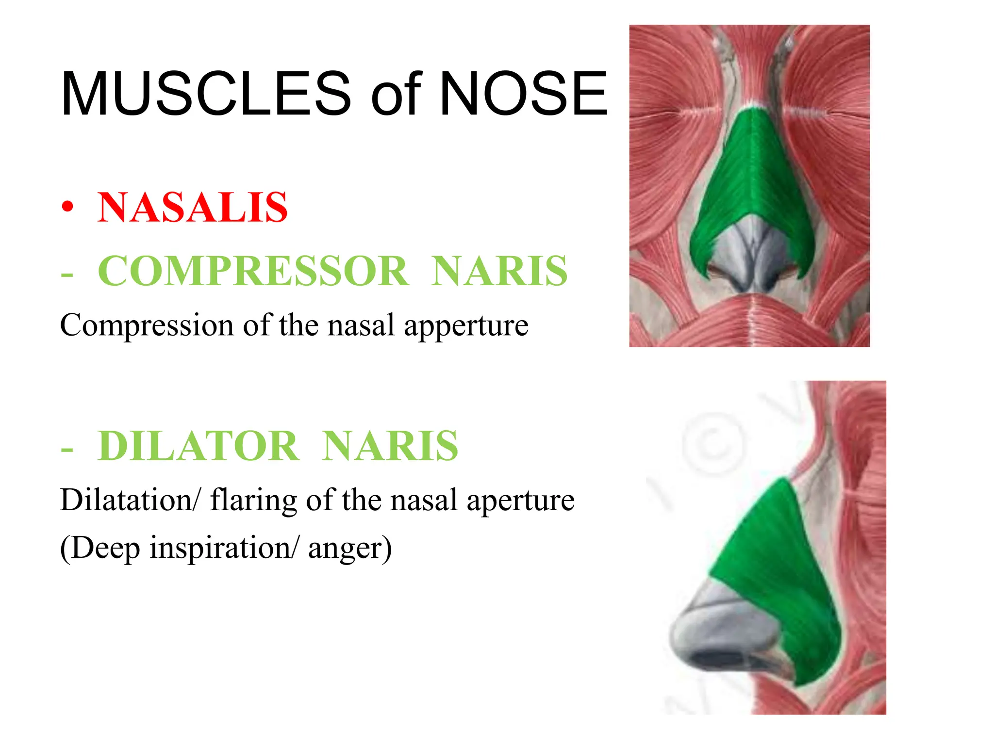 CRANIOFACIAL MUSCLES BSC NURSING.pptx