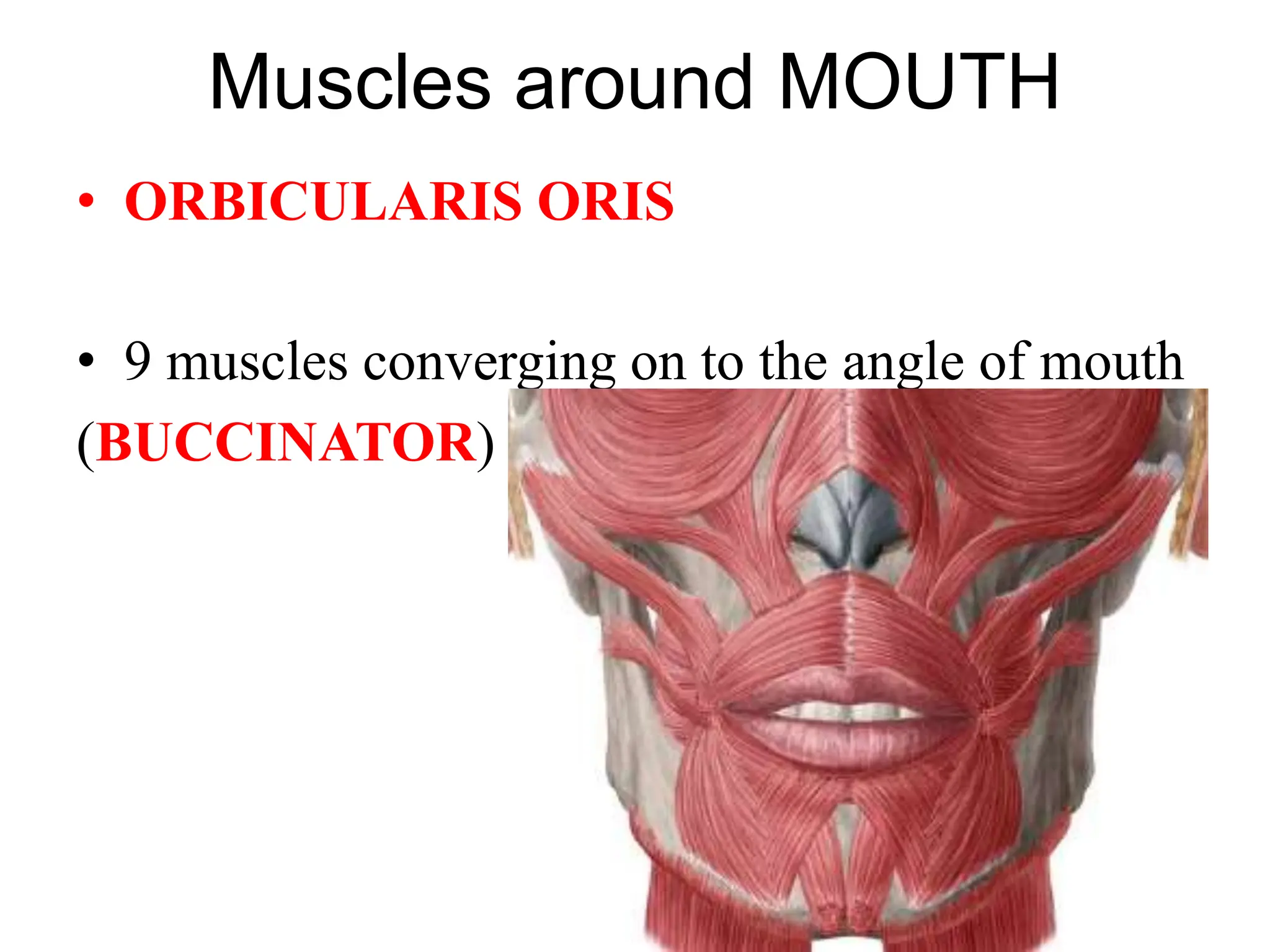 CRANIOFACIAL MUSCLES BSC NURSING.pptx