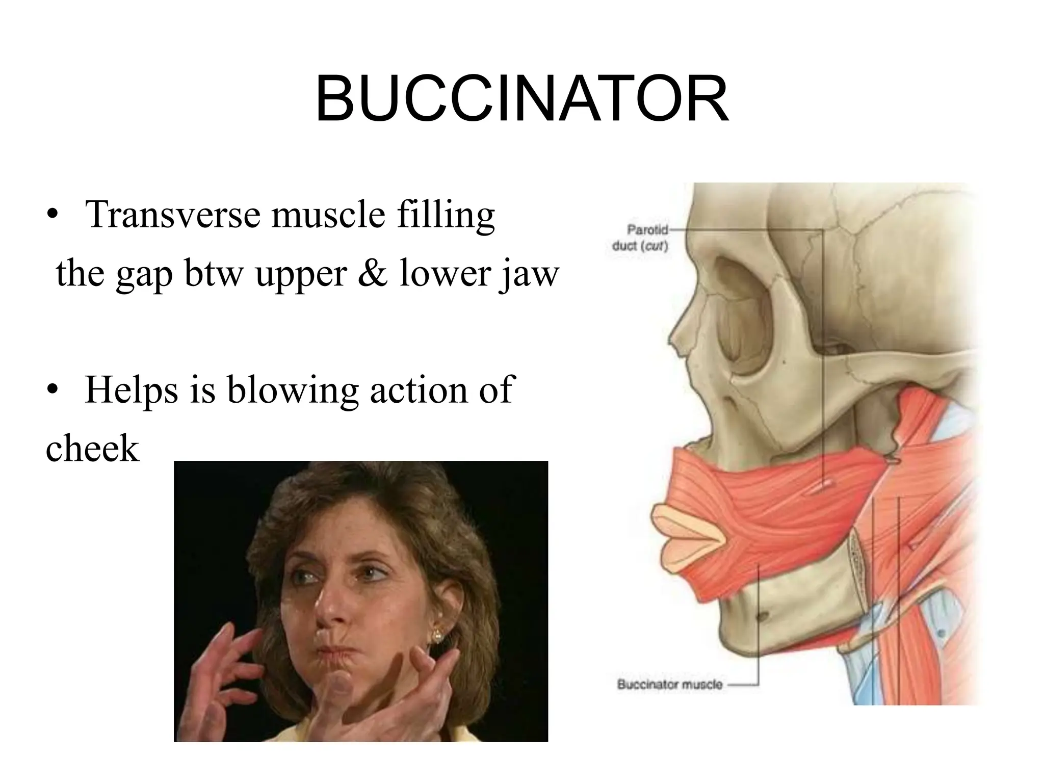 CRANIOFACIAL MUSCLES BSC NURSING.pptx