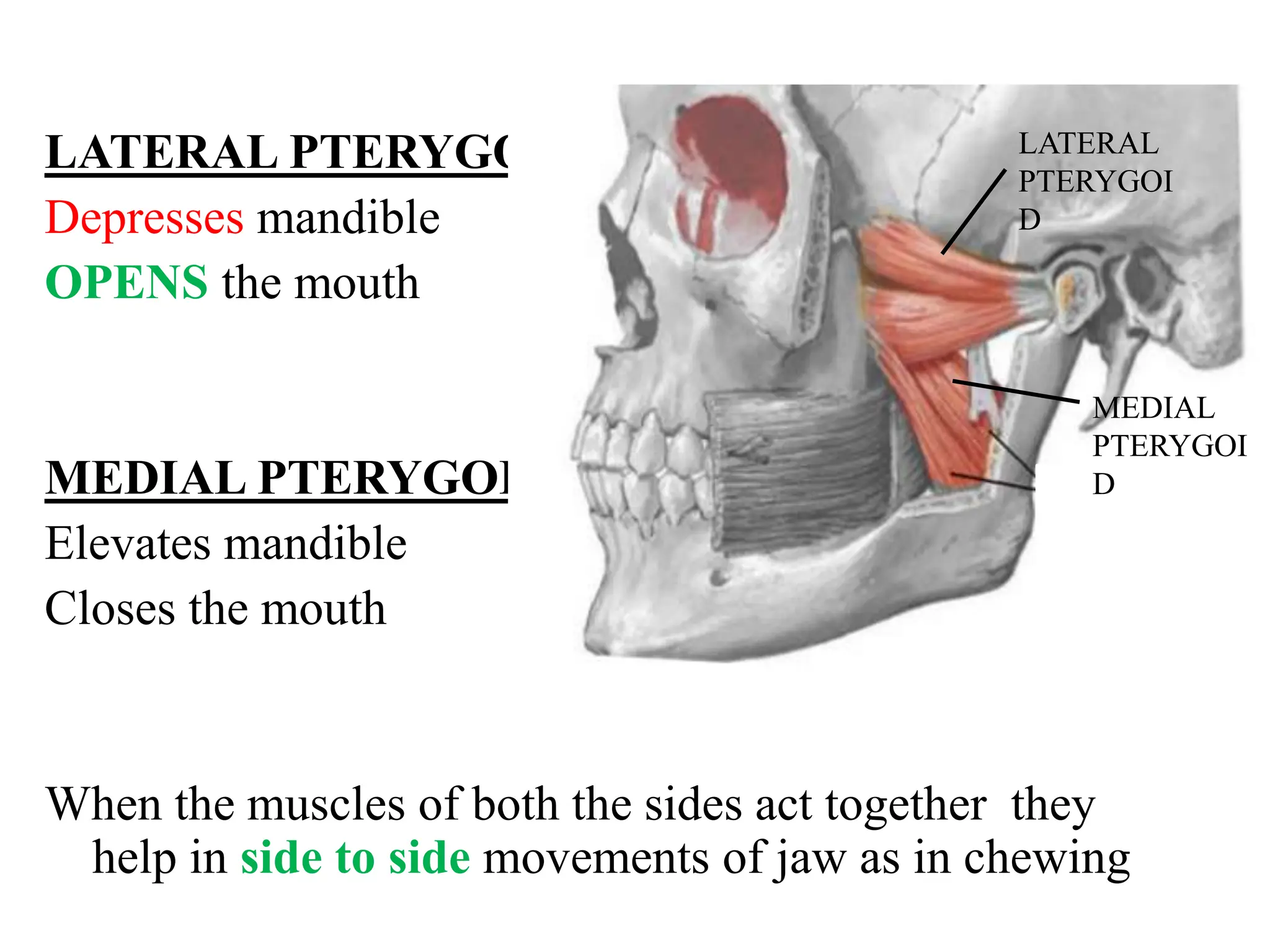 CRANIOFACIAL MUSCLES BSC NURSING.pptx