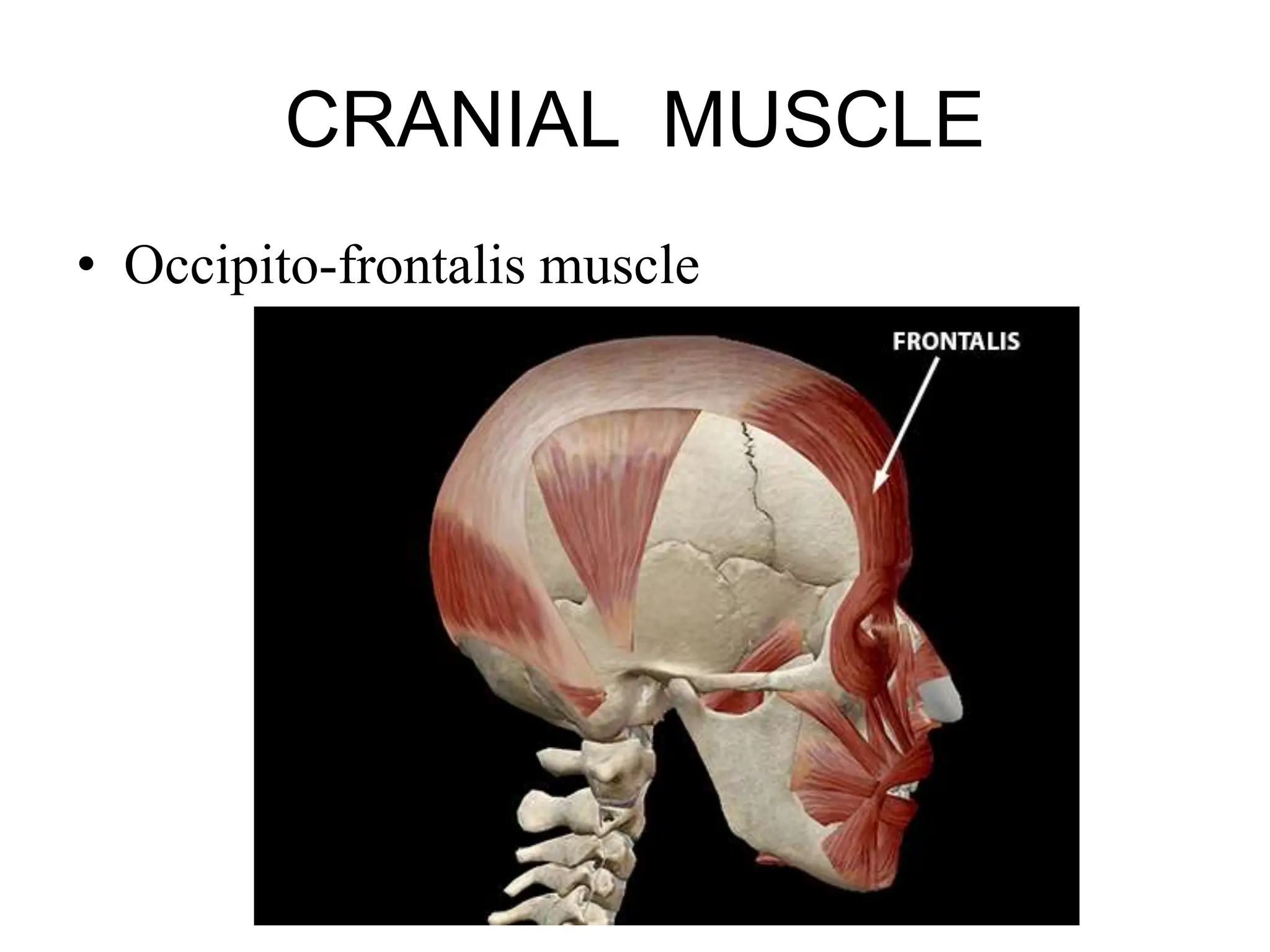 CRANIOFACIAL MUSCLES BSC NURSING.pptx