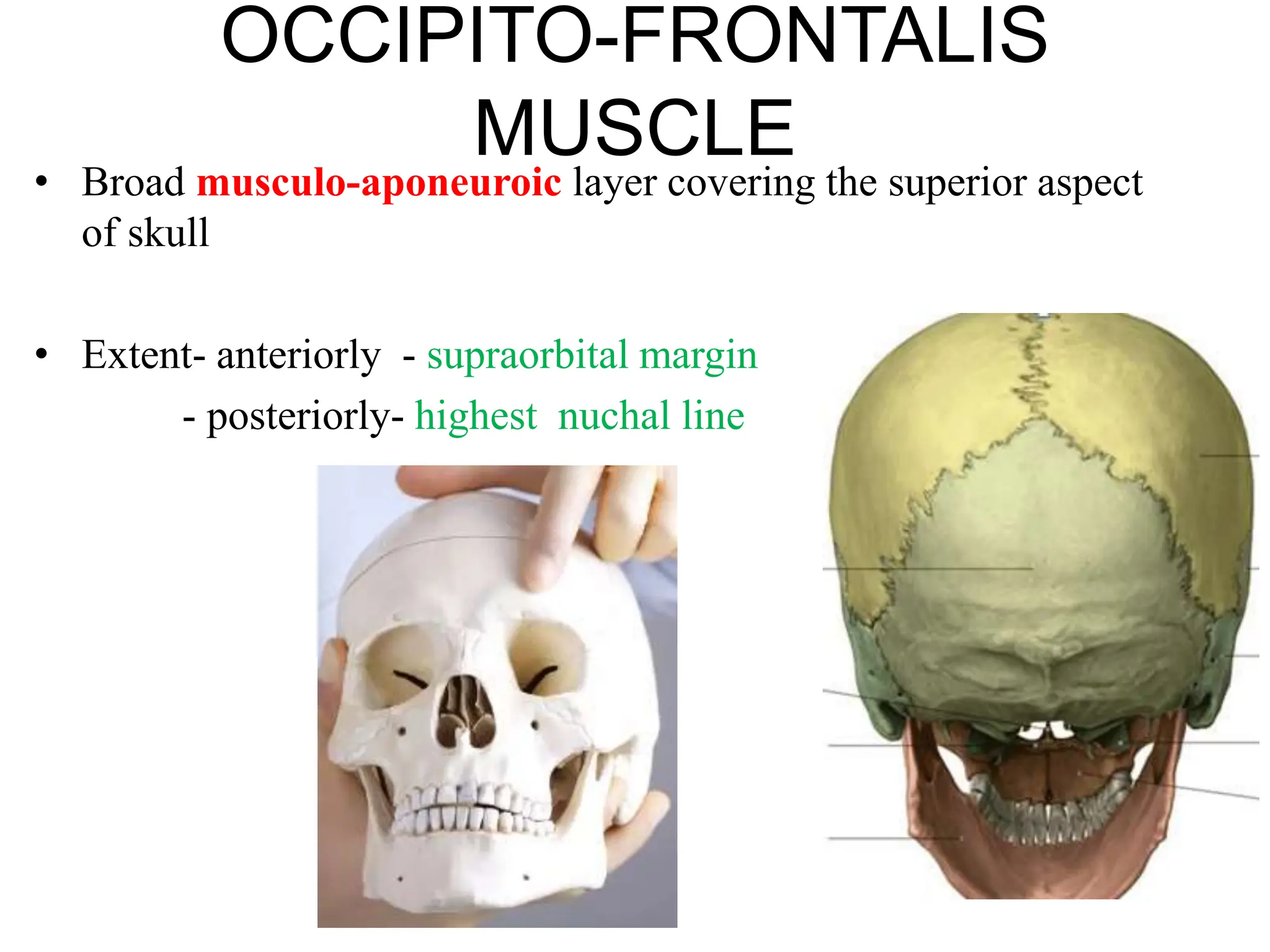 CRANIOFACIAL MUSCLES BSC NURSING.pptx