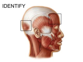 CRANIOFACIAL MUSCLES BSC NURSING.pptx