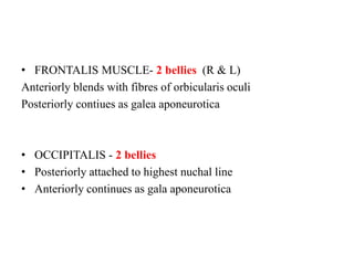 CRANIOFACIAL MUSCLES BSC NURSING.pptx