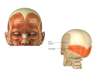 CRANIOFACIAL MUSCLES BSC NURSING.pptx