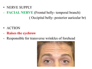 CRANIOFACIAL MUSCLES BSC NURSING.pptx