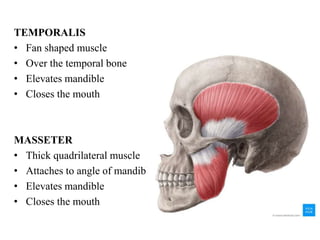 CRANIOFACIAL MUSCLES BSC NURSING.pptx