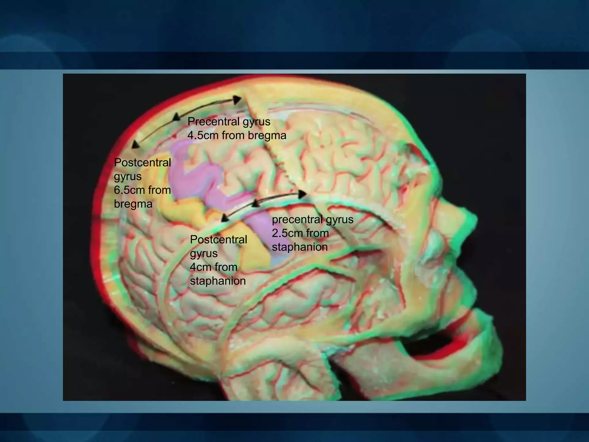Craniometric points | PPTX